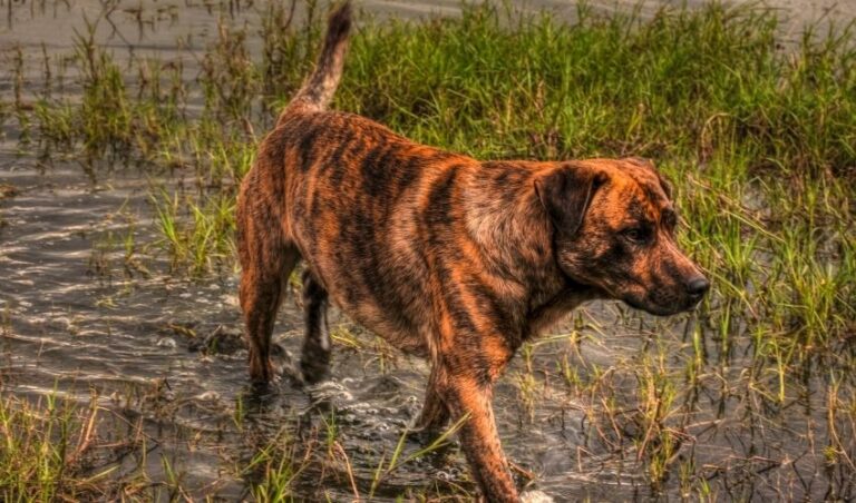 250+ Native American Dog Names: Tribe by Tribe Breakdown