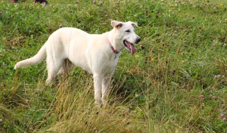 250+ Native American Dog Names: Tribe by Tribe Breakdown