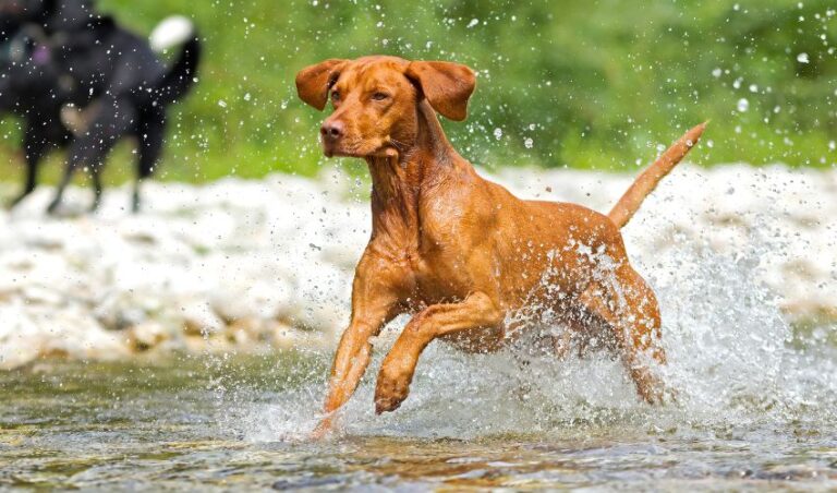 11 Breeds That Are Similar to Labs: Labrador Lookalikes!