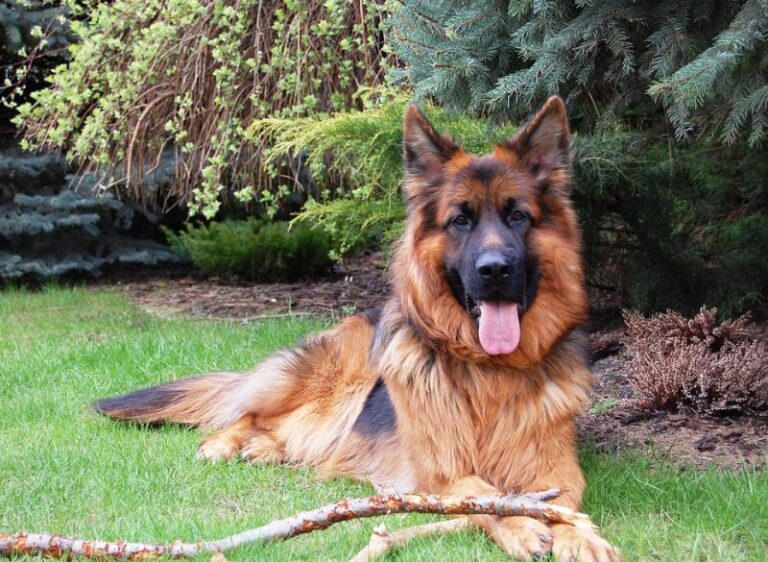 36 Breeds with Rear Dewclaws: Extra-Toed Puppers!