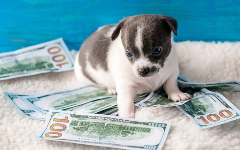 17 Tips for Dealing with the Puppy Blues: There Is Hope!