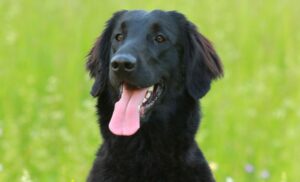 11 Breeds That Are Similar to Labs: Labrador Lookalikes!
