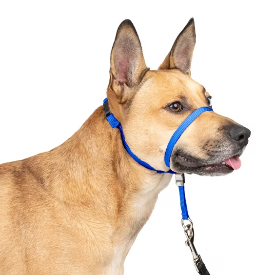 3 Best Dog Head Halters [2026 Reviews] + How to Use Them!
